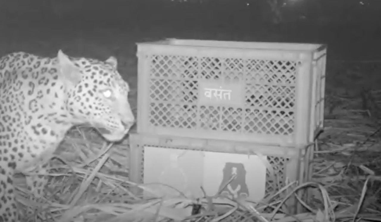 Camera traps for leopards and bears | Powered by Givergy