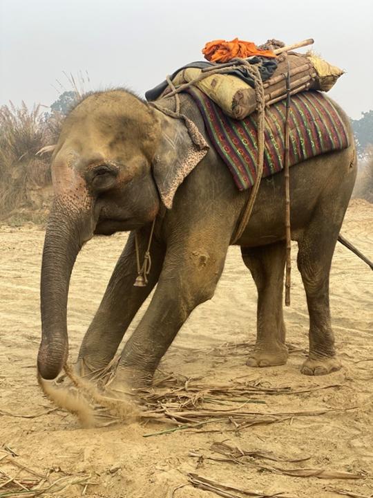 Help undercover agents find abused elephants | Powered by Givergy