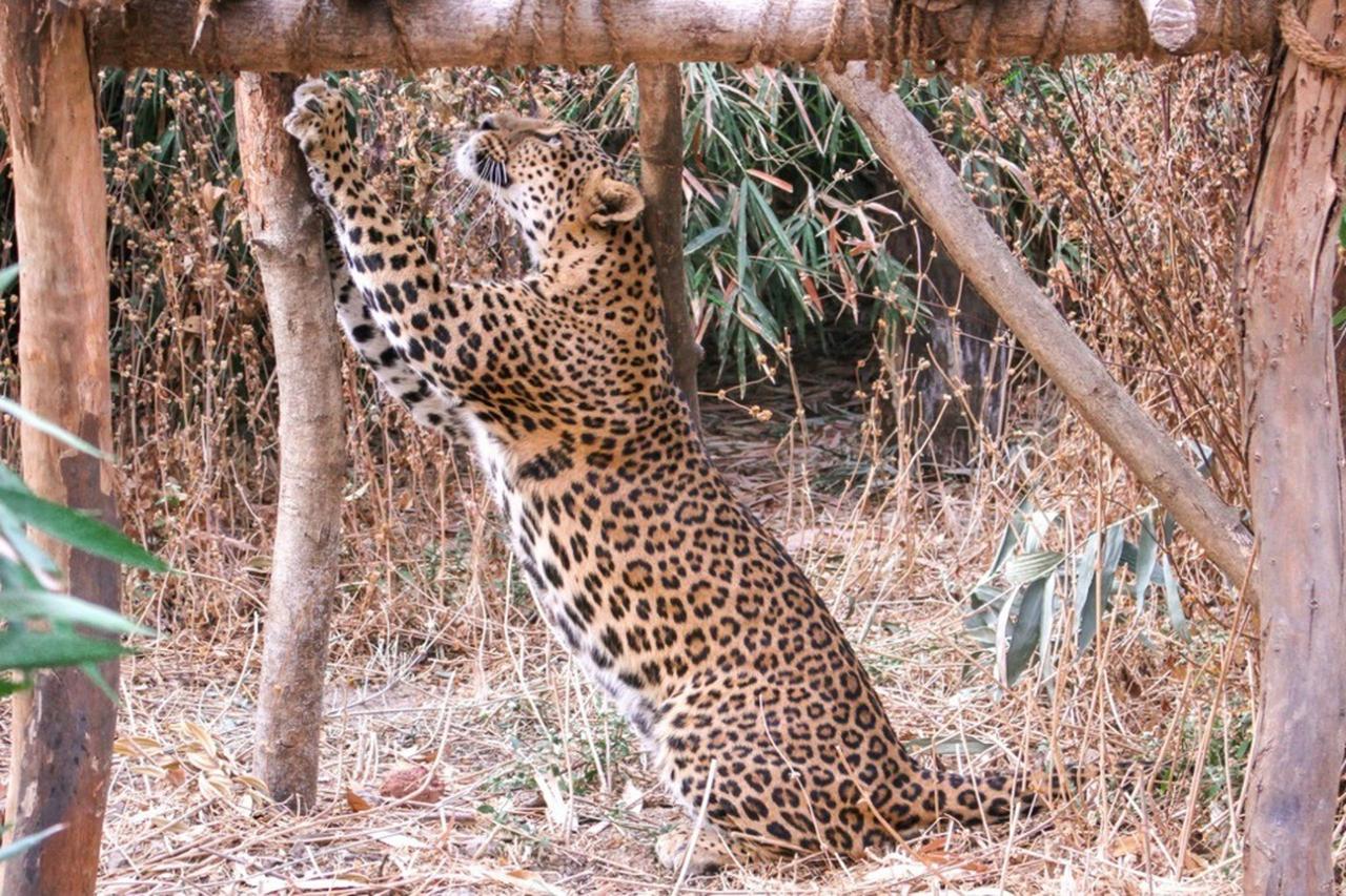 A scratch post for our rescued leopards | Powered by Givergy