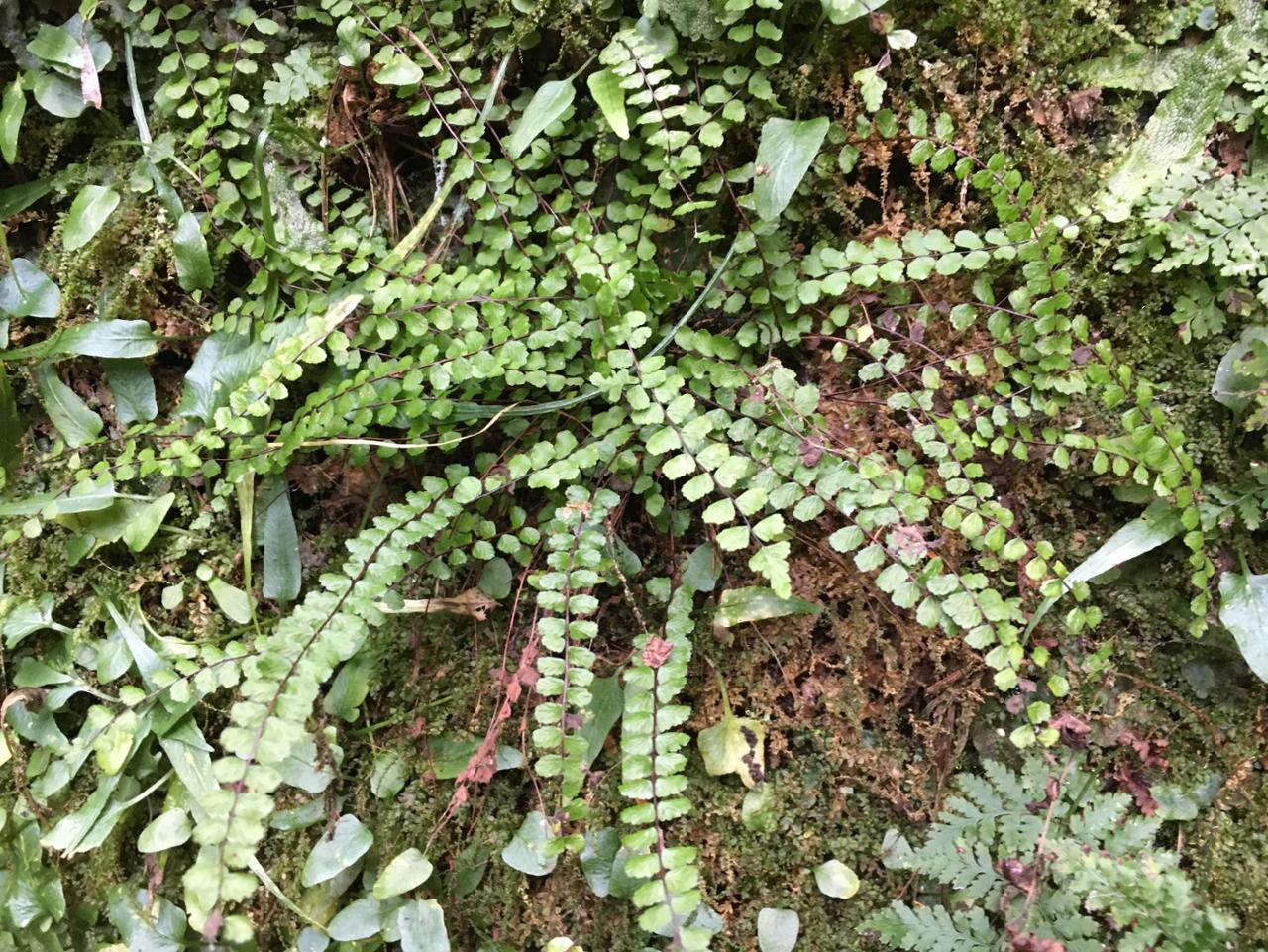 Fern Excursion | Powered by Givergy