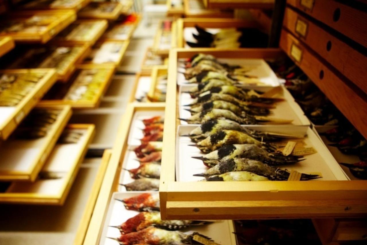 Tour AMNH's Bird Collections with Paul Sweet | Powered by Givergy