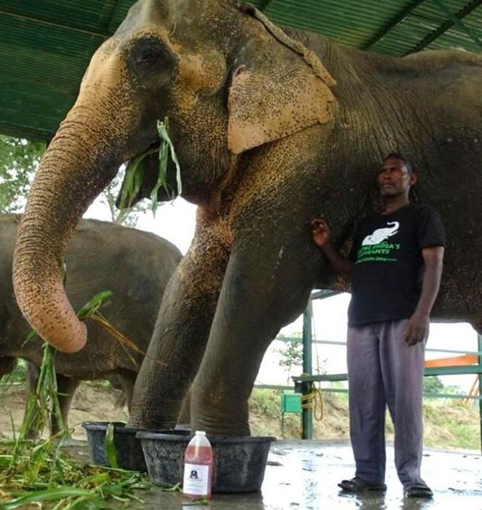 Buy Rubber Tubs for Elephant Footbath | Powered by Givergy